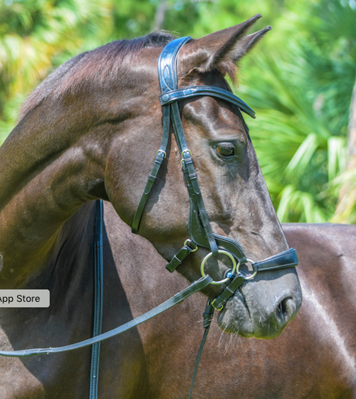 Tota Comfort System Drop Noseband Bridle — The Dressage Connection