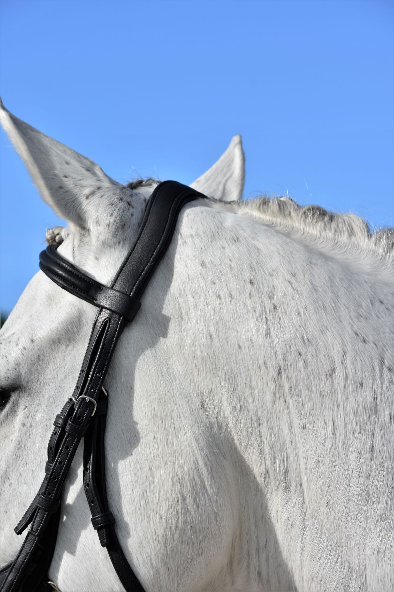 Premium Dressage Snaffle Bridles | Ergonomic Poll Relief — The Dressage ...